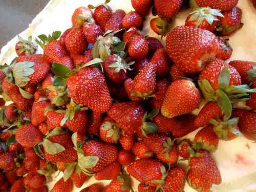 Strawberry Lemon Thyme Jam – South by Southeast